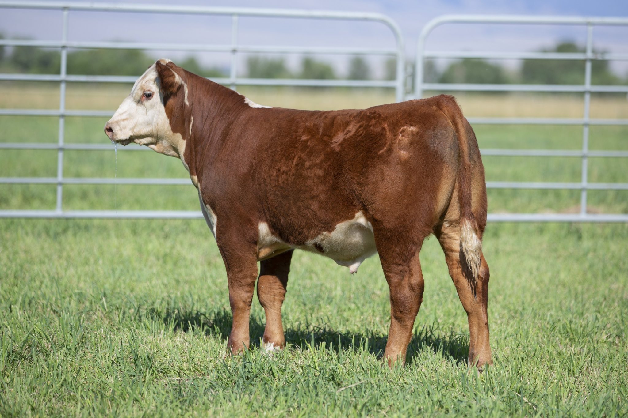 Hereford Heifers | Hereford Heifer - Ehlke Herefords, Townsend Montana