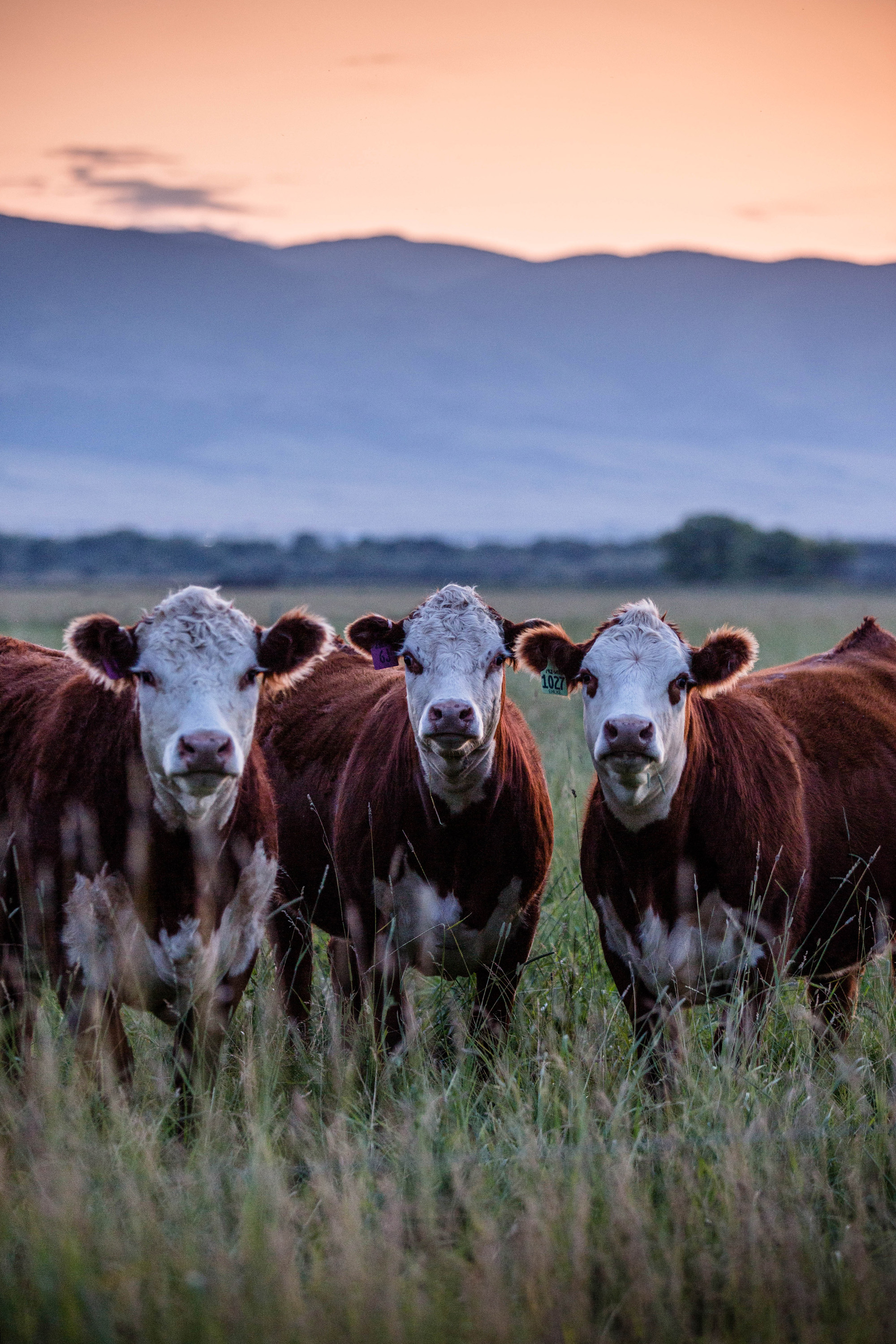 Polled Herefords | Polled Hereford Cattle - Ehlke Herefords